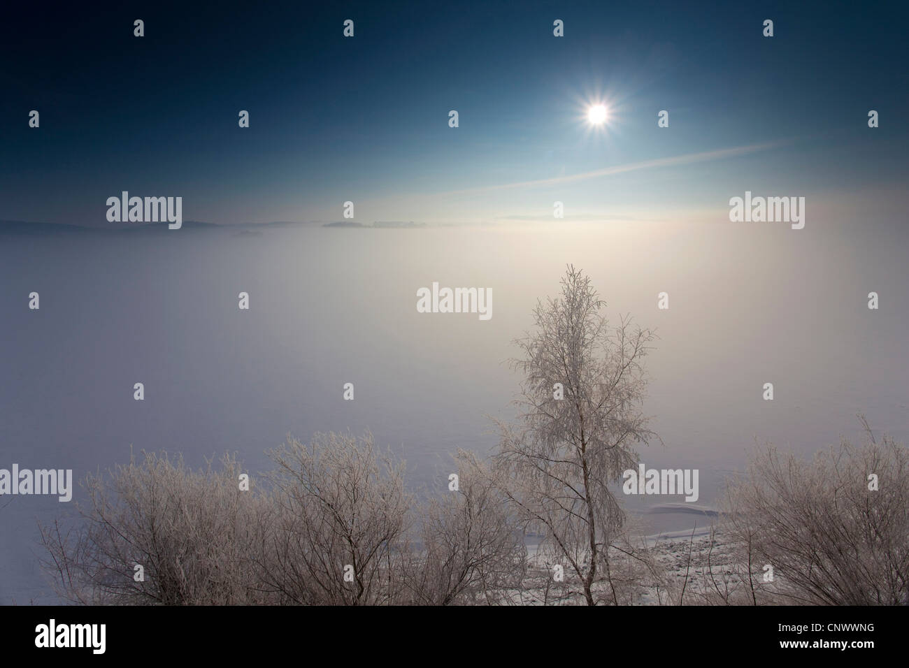winter landscape with trees in morning fog, Germany, Saxony, Vogtland ...
