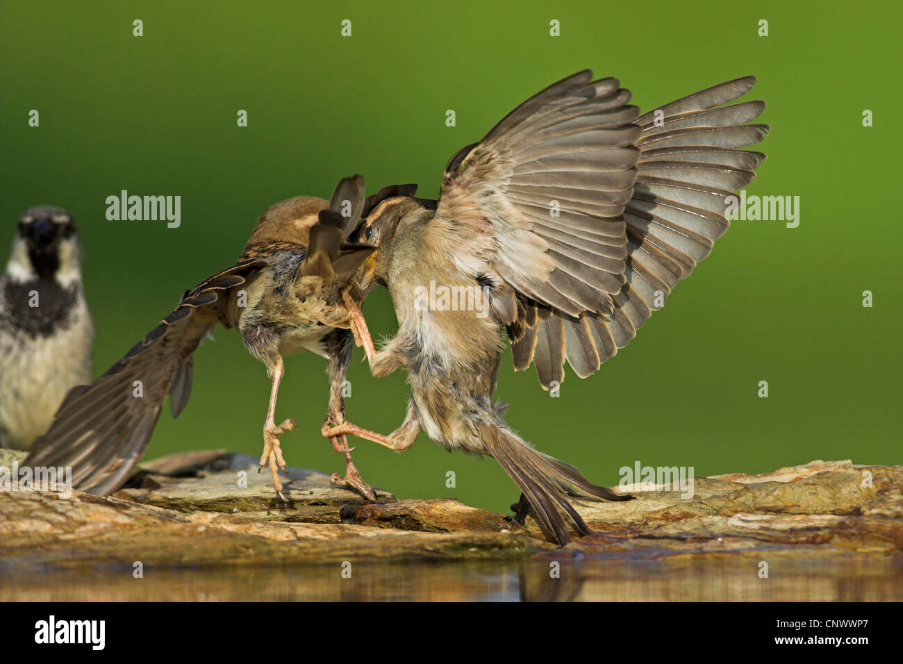 house sparrow (Passer domesticus), two rivals fighting at a water place ...