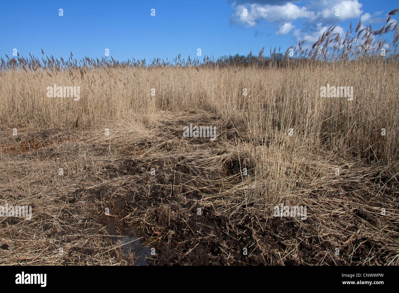 Damage by wild boar hi-res stock photography and images - Alamy