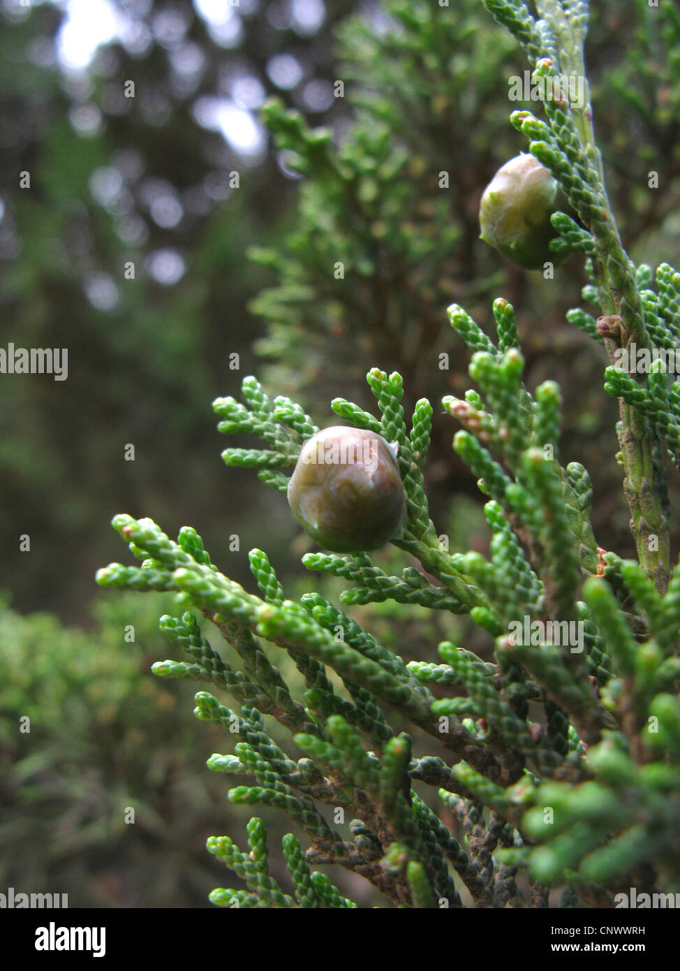 Canarian Juniper Juniperus Canariensis High Resolution Stock ...
