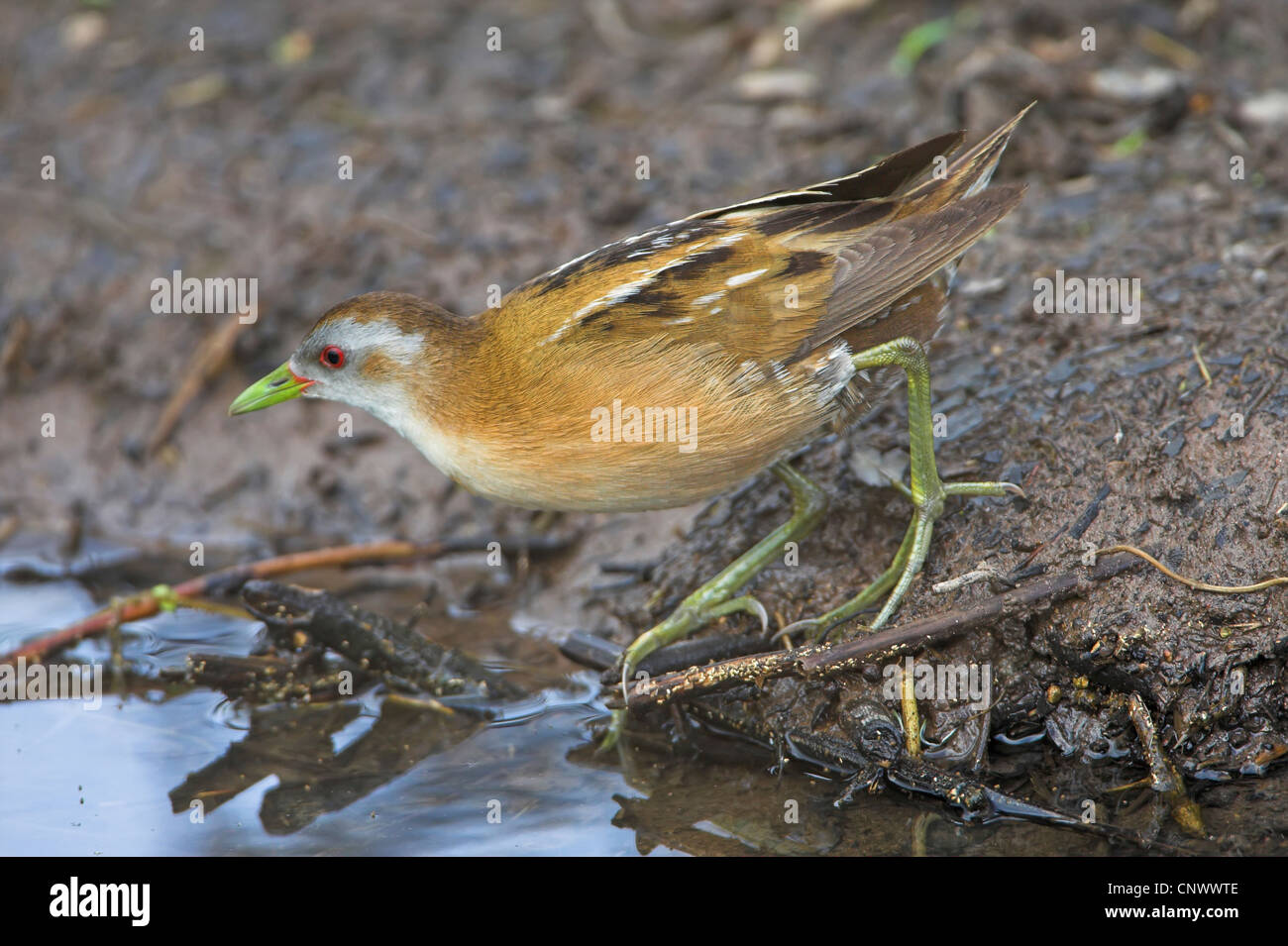 Parva High Resolution Stock Photography and Images - Alamy