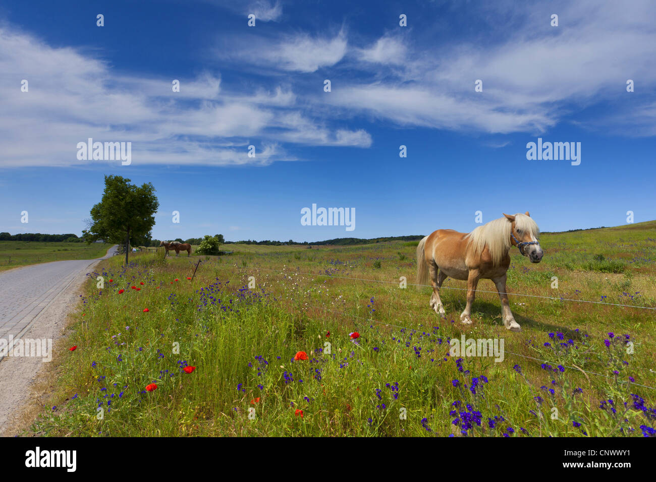 Marginal strip hi-res stock photography and images - Alamy