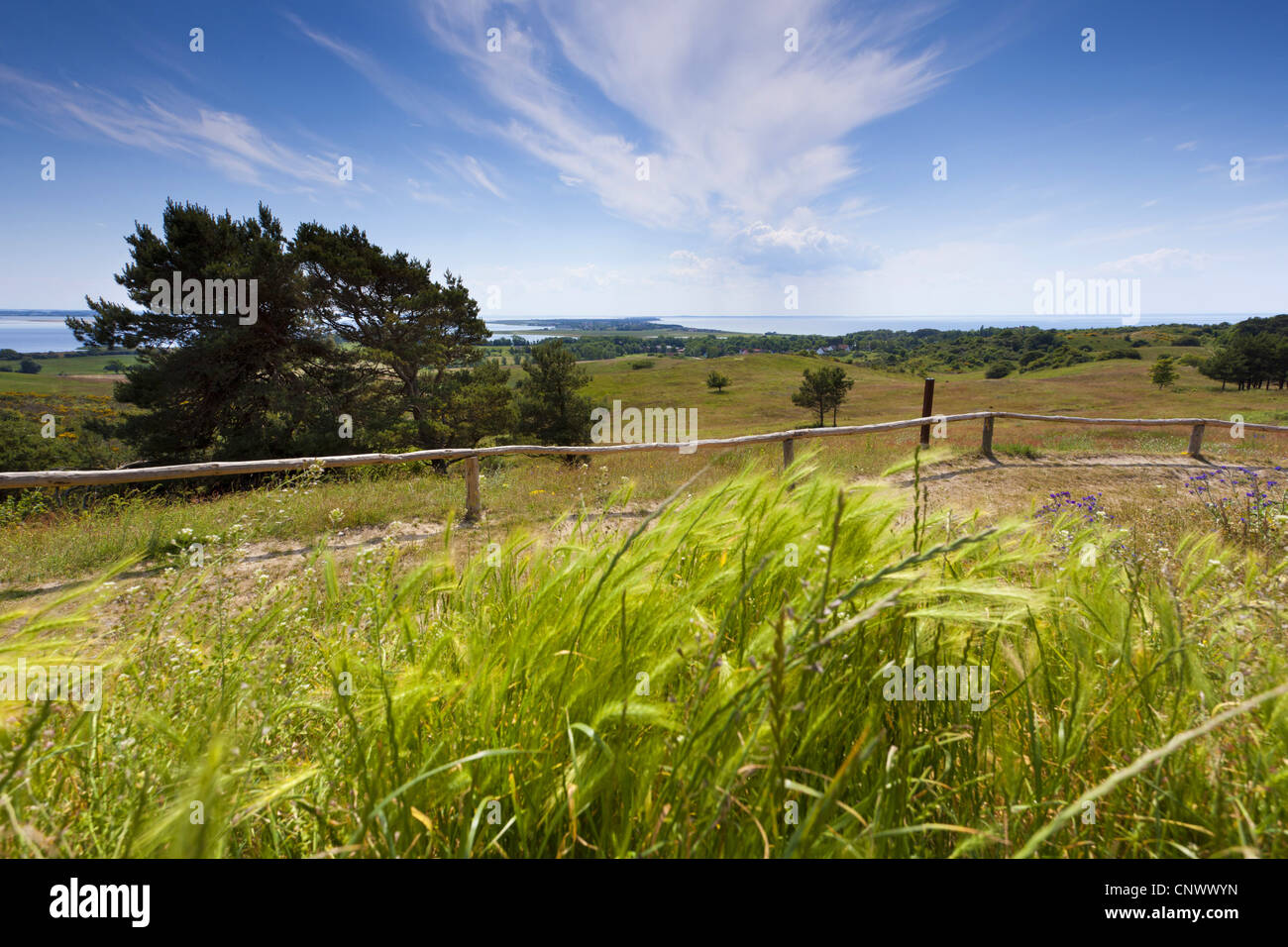 Murinum High Resolution Stock Photography and Images - Alamy