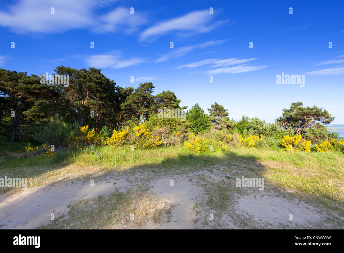Scotch broom (Cytisus scoparius, Sarothamnus scoparius), sandy place in ...