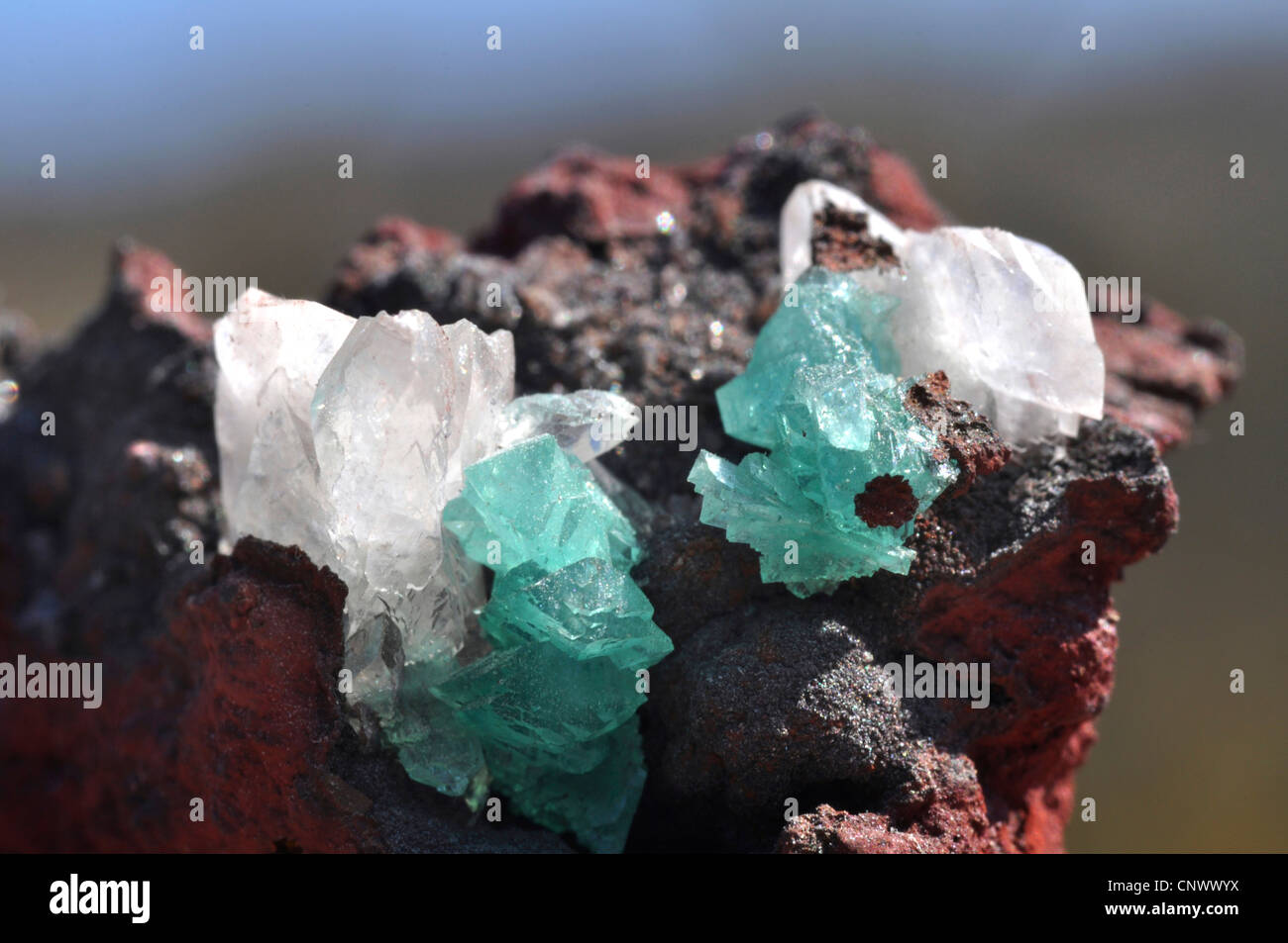 Adamites hi-res stock photography and images - Alamy