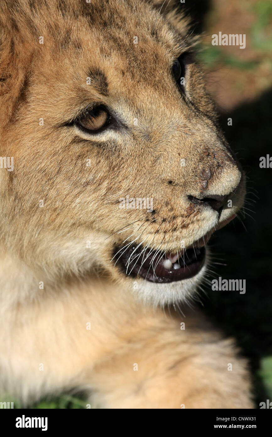 Lion cub interacts with Volunteer worker Stock Photo - Alamy