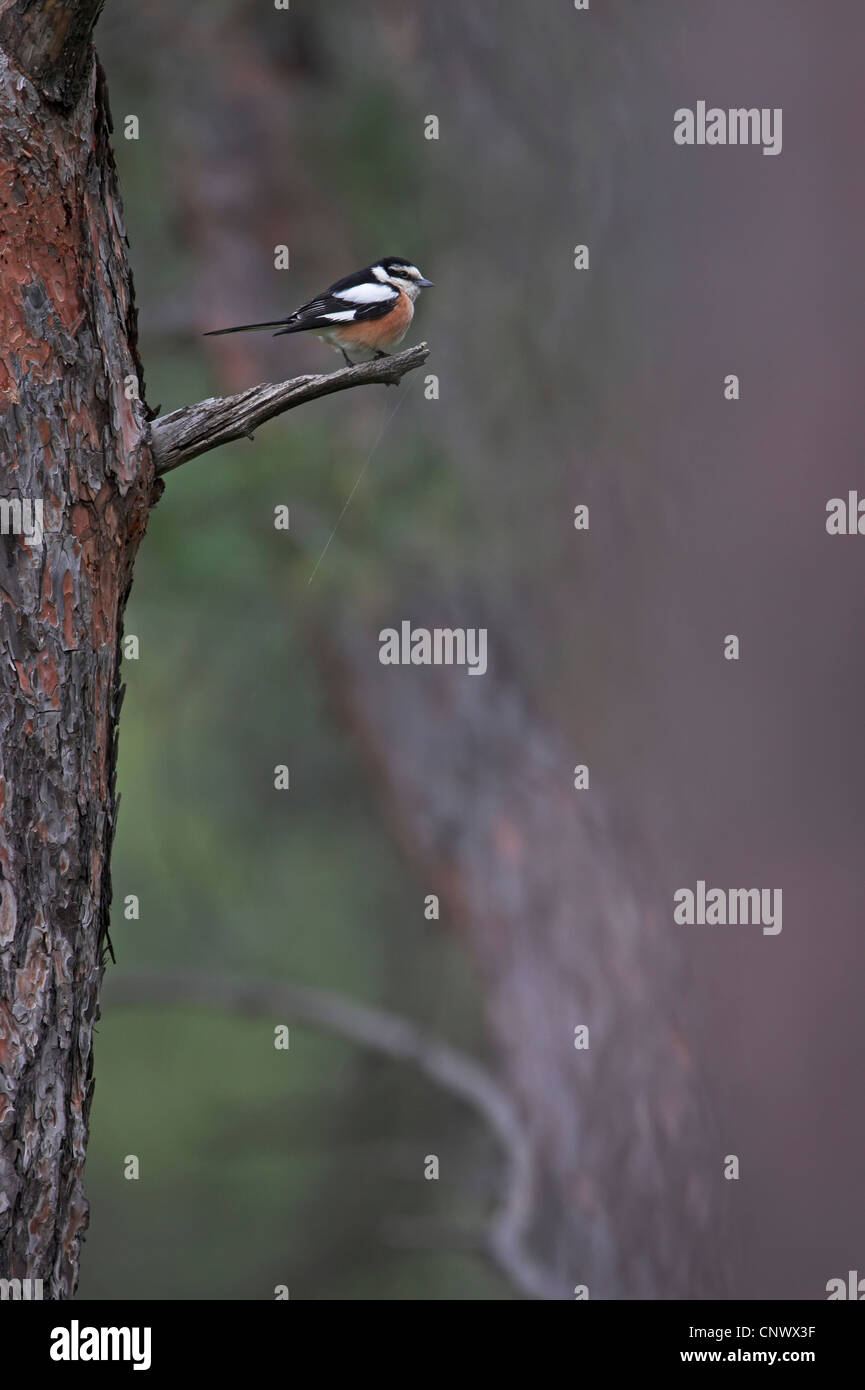masked shrike (Lanius nubicus), male sitting on a twig, Greece, Lesbos ...
