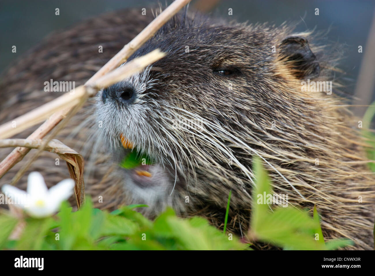 coypu, nutria (Myocastor coypus), portrait of an animal feeding bogbean ...
