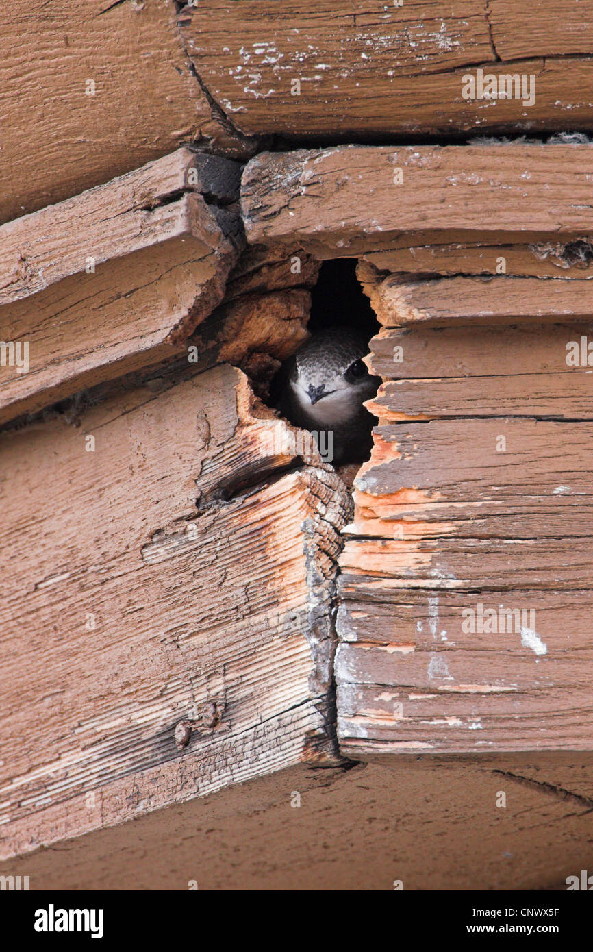 Breeding cave in wooden roof sill hi-res stock photography and images ...