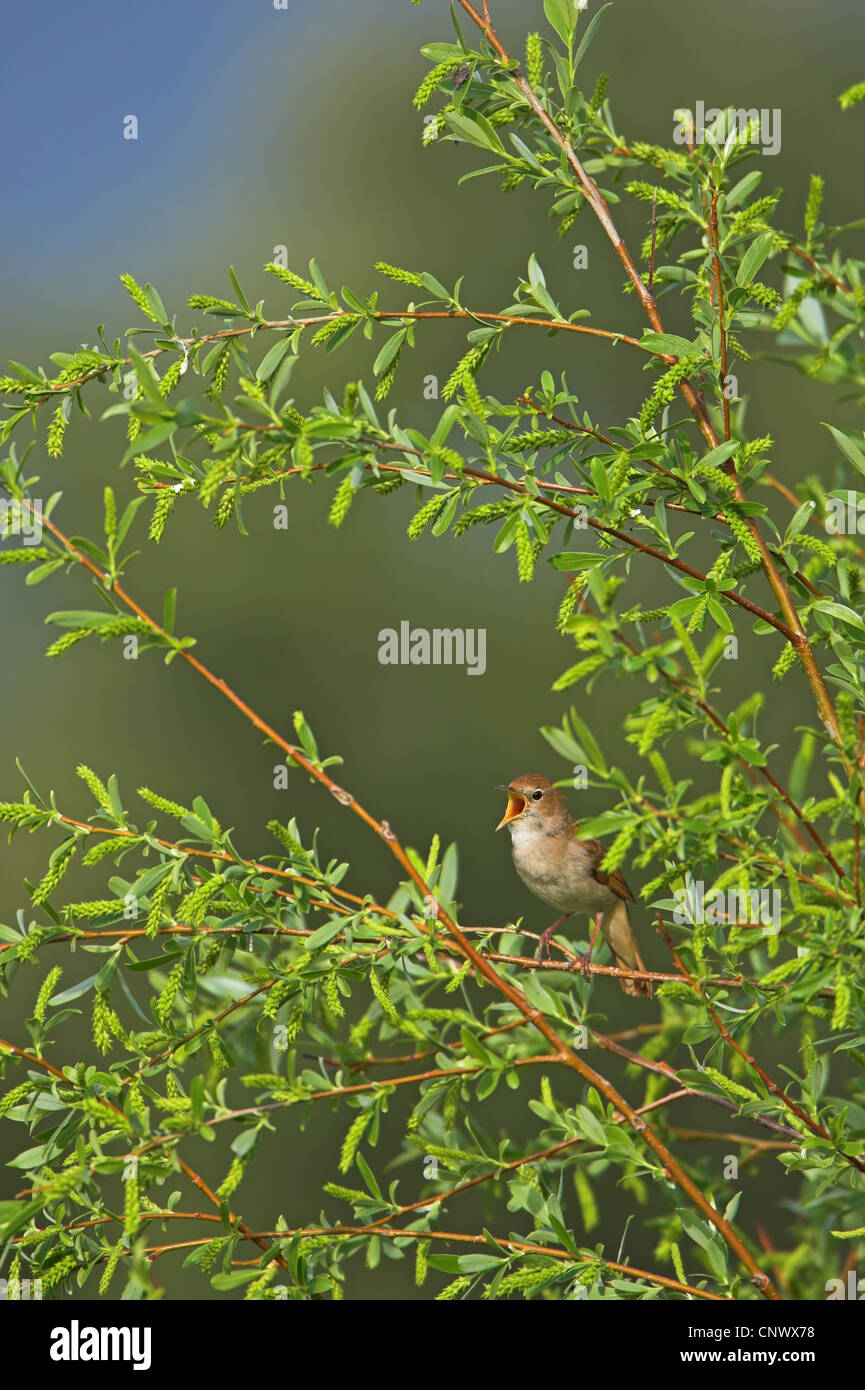 nightingale (Luscinia megarhynchos), sitting in a willow singing ...