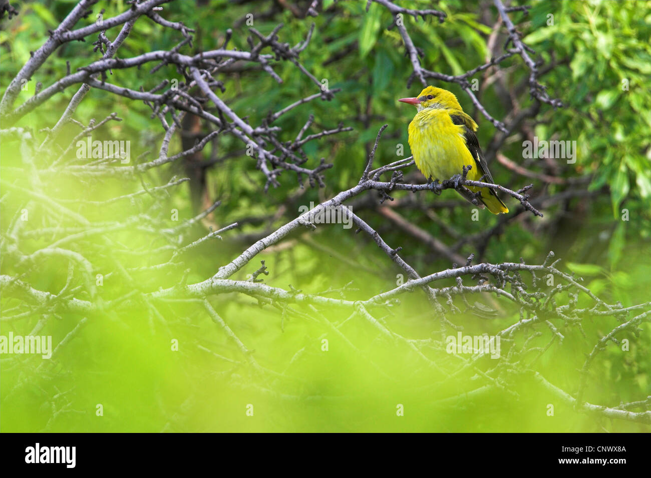 golden oriole (Oriolus oriolus), male sitting in a tree, Greece, Lesbos ...