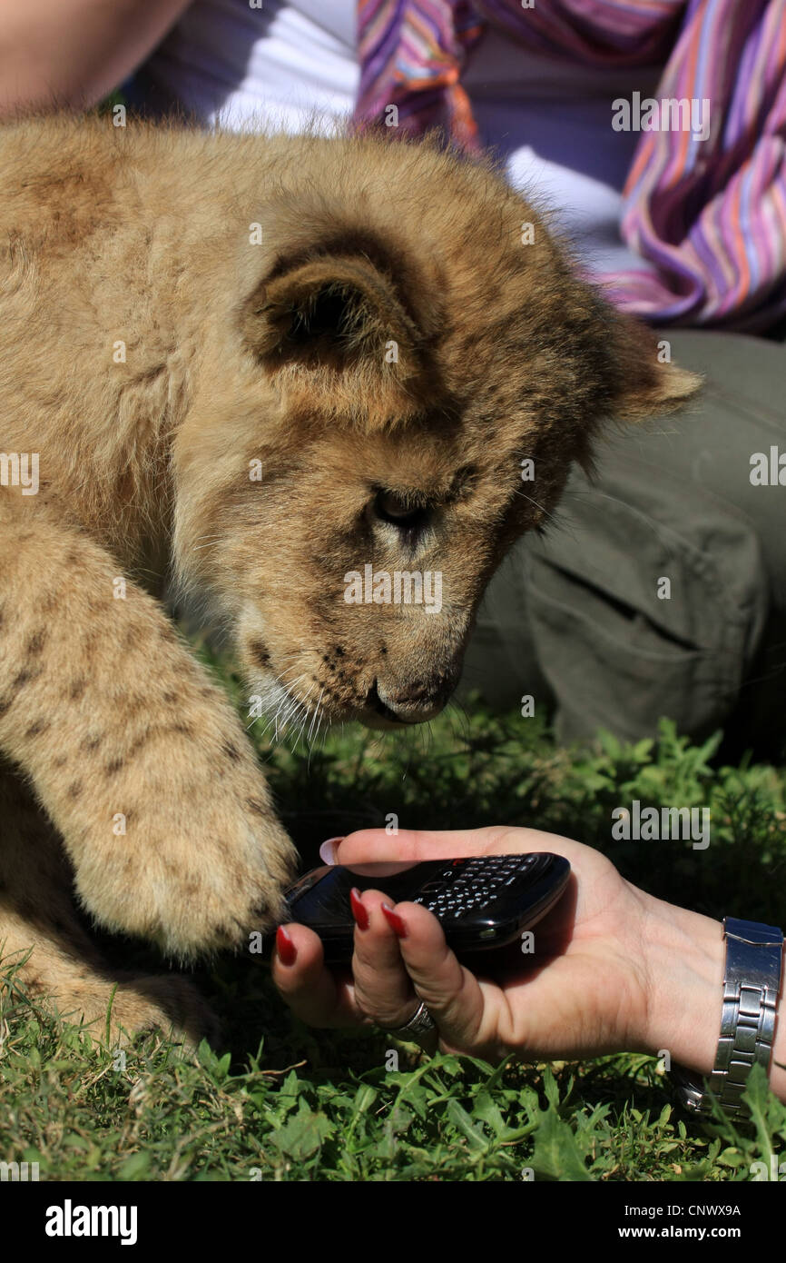 Lion cub interacts with Volunteer worker Stock Photo - Alamy