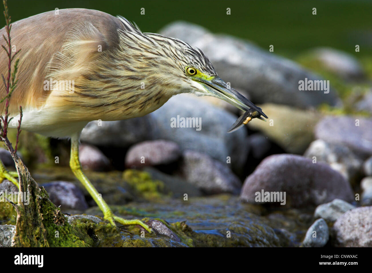 Of brook with tadpole hunted down in the beak hi-res stock photography ...