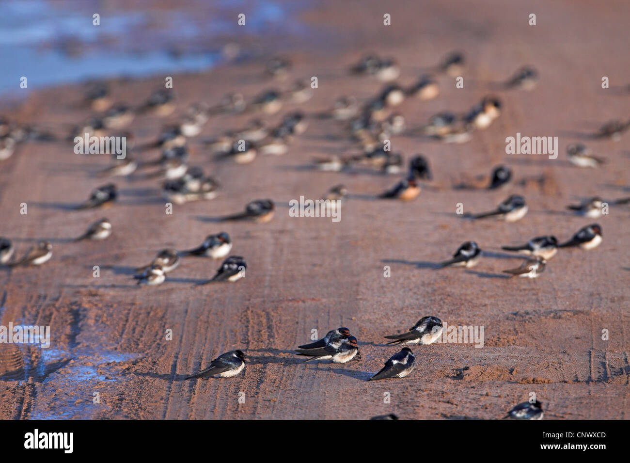 Barn swallow flock hi-res stock photography and images - Alamy