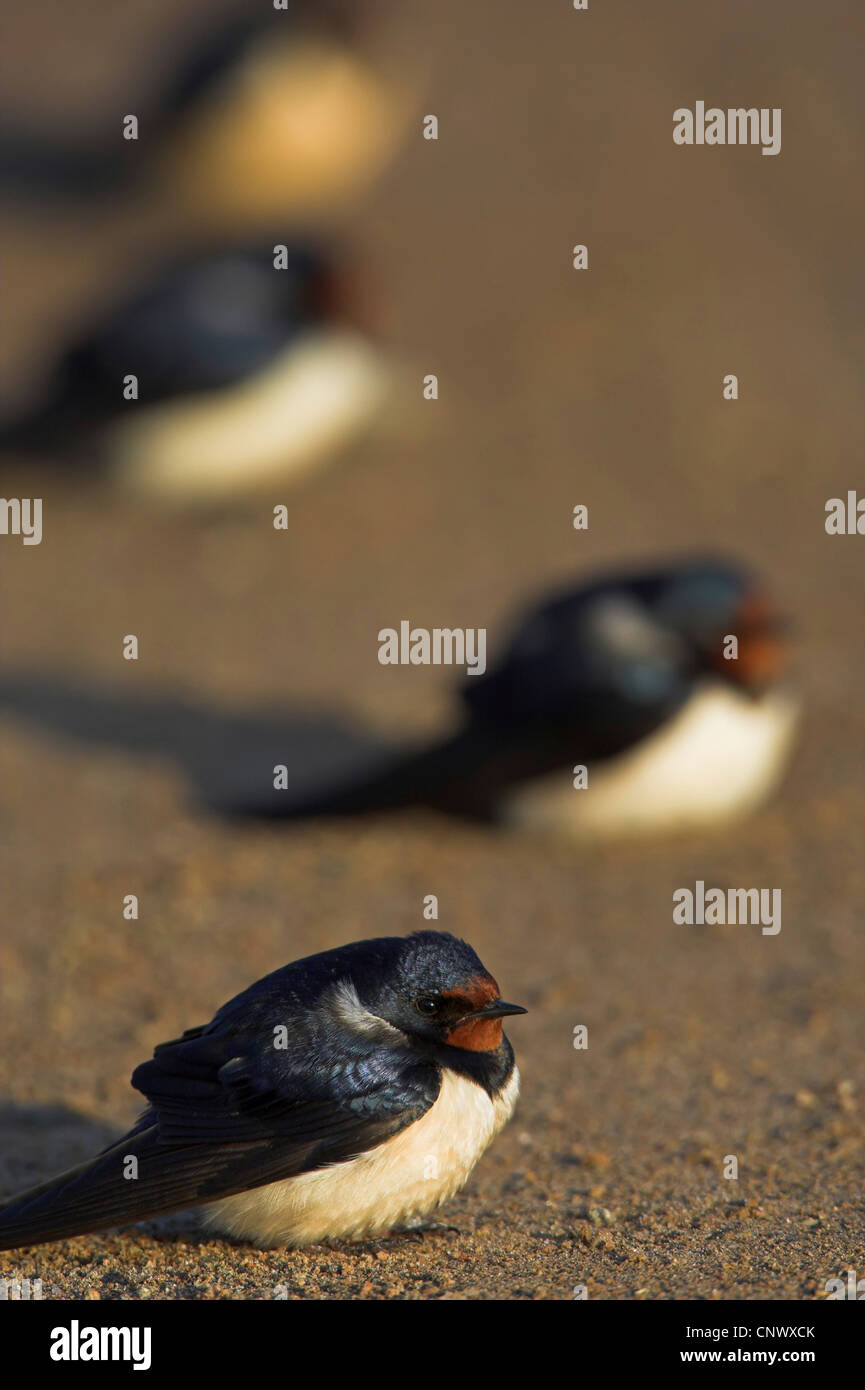 barn swallow (Hirundo rustica), several birds sitting on sand beach ...