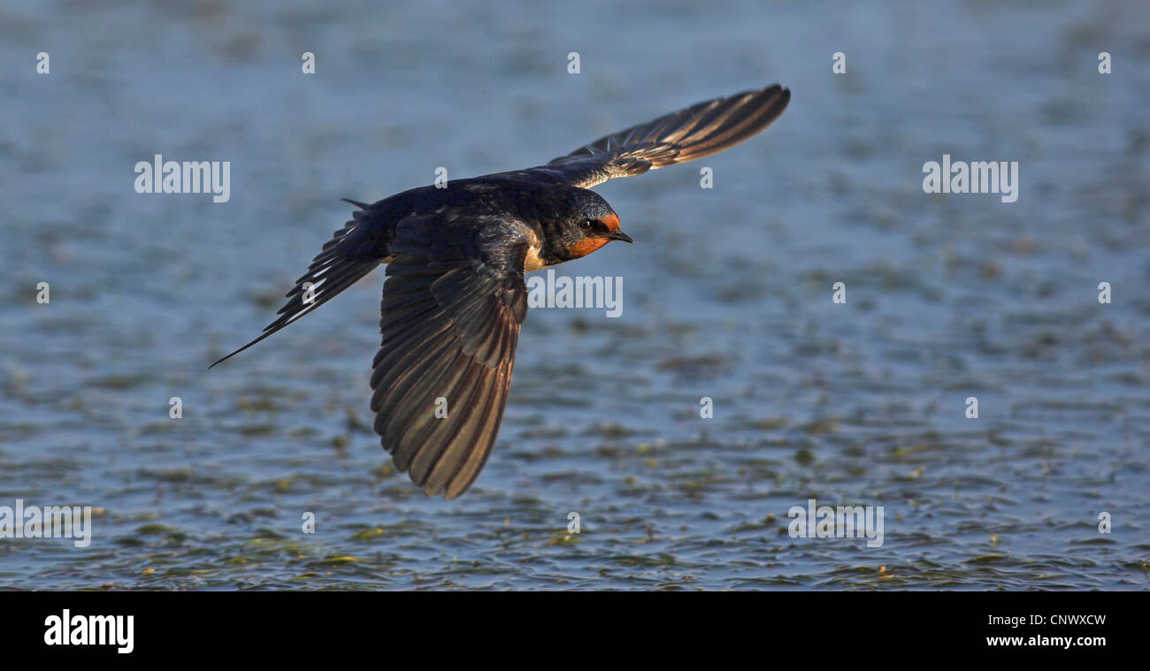 barn swallow (Hirundo rustica), flying, Greece, Lesbos, Kalloni Salt ...