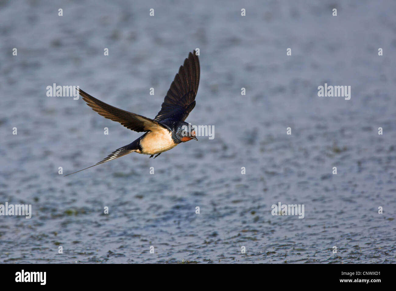 barn swallow (Hirundo rustica), flying, Greece, Lesbos, Kalloni Salt ...