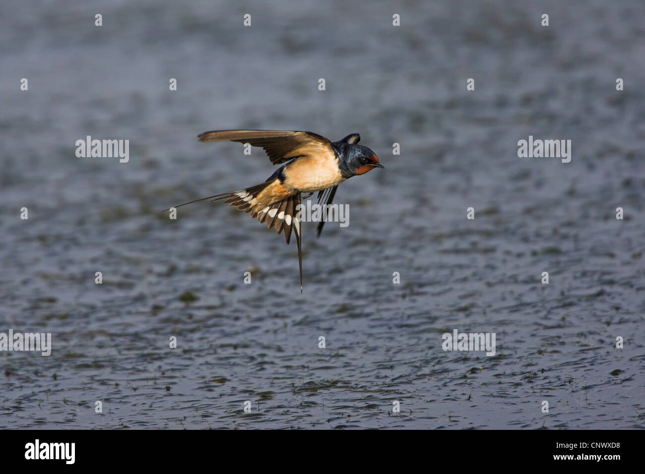 barn swallow (Hirundo rustica), flying, Greece, Lesbos, Kalloni Salt ...