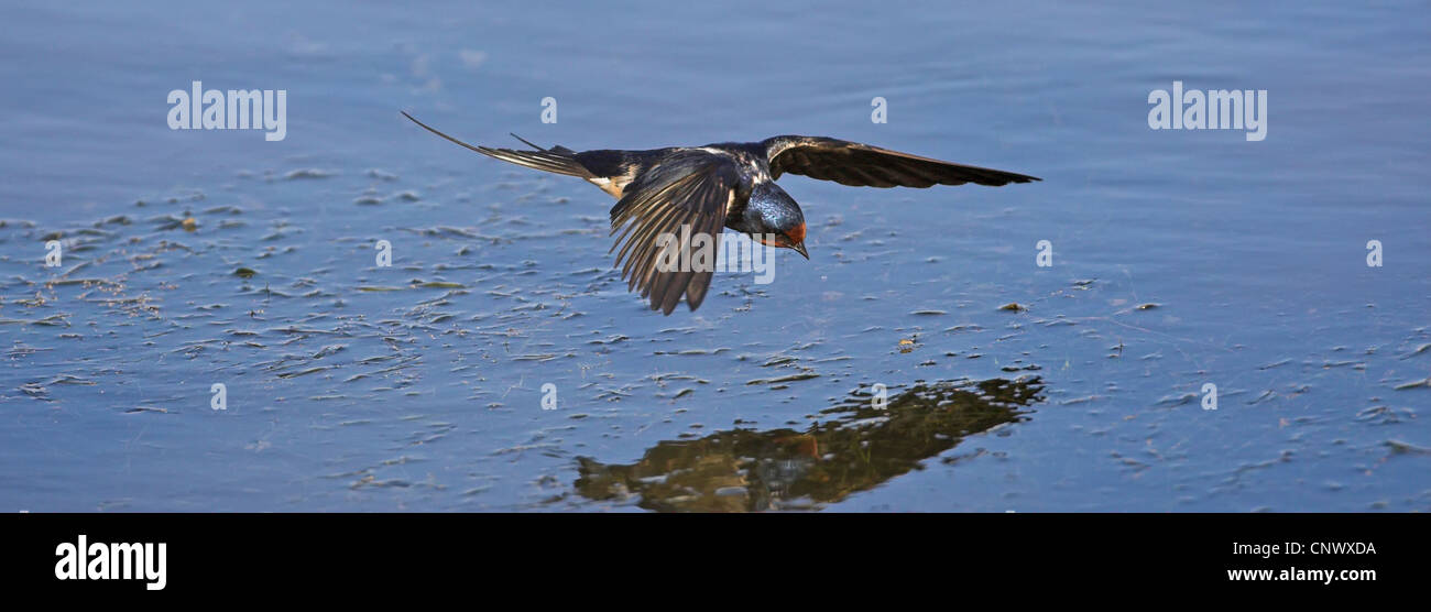 barn swallow (Hirundo rustica), flying, Greece, Lesbos, Kalloni Salt ...