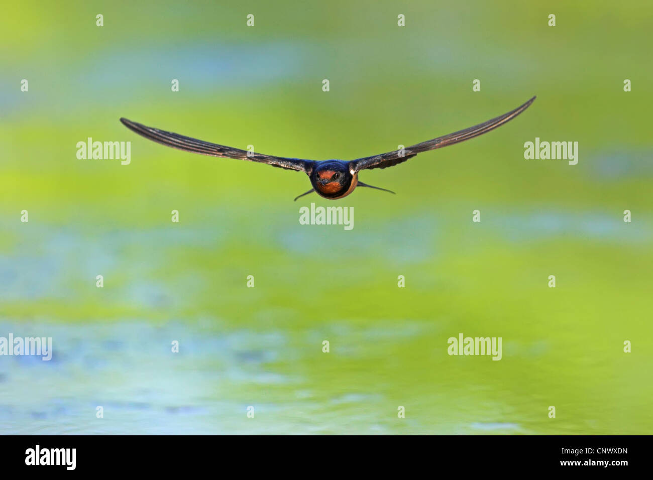 barn swallow (Hirundo rustica), flying, Greece, Lesbos, Kalloni Salt ...