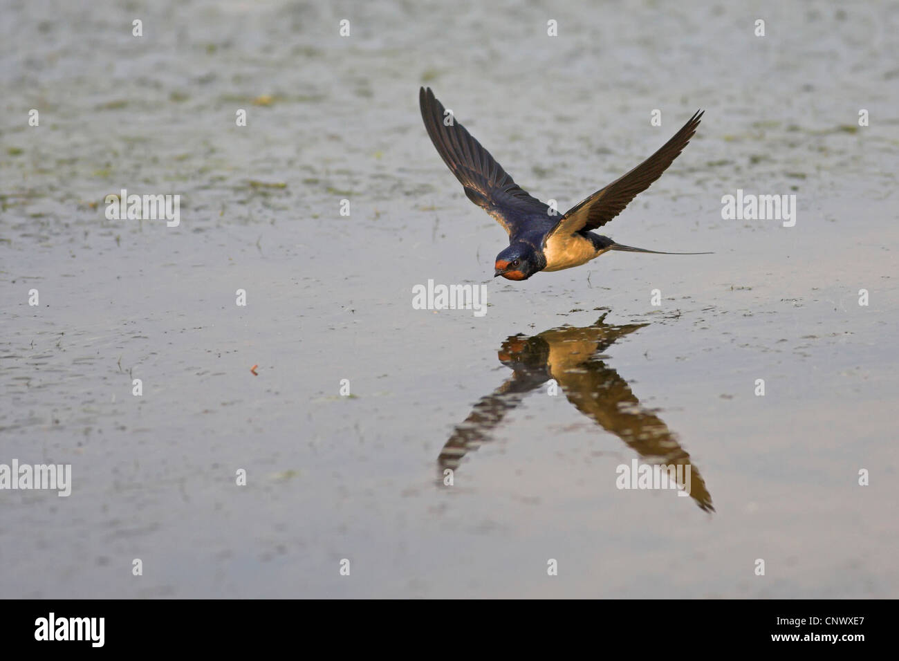 Barn swallow flying greece hi-res stock photography and images - Alamy