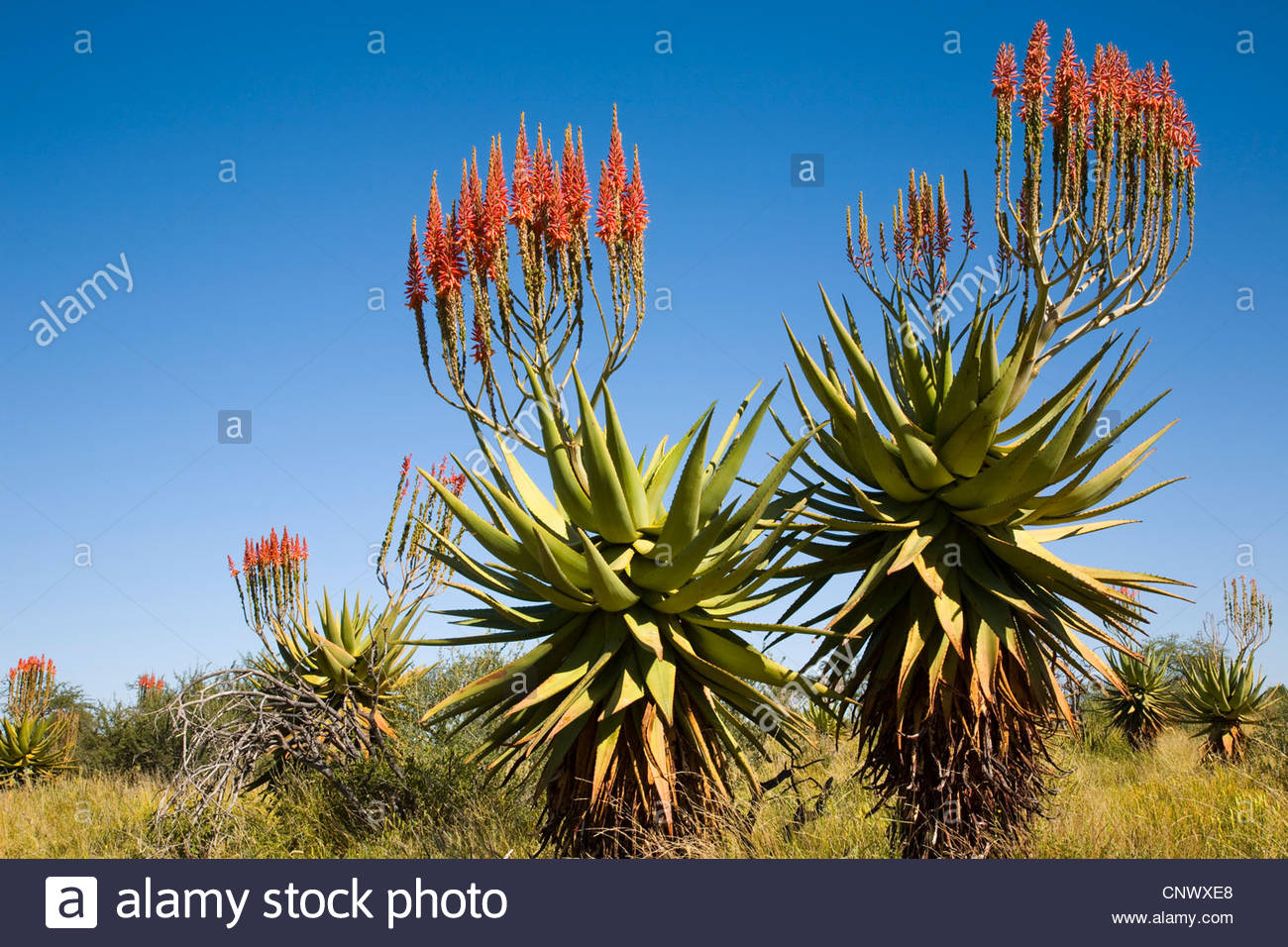 aloe vera (Aloe vera, Aloe barbadensis), blooming, Namibia Stock Photo ...