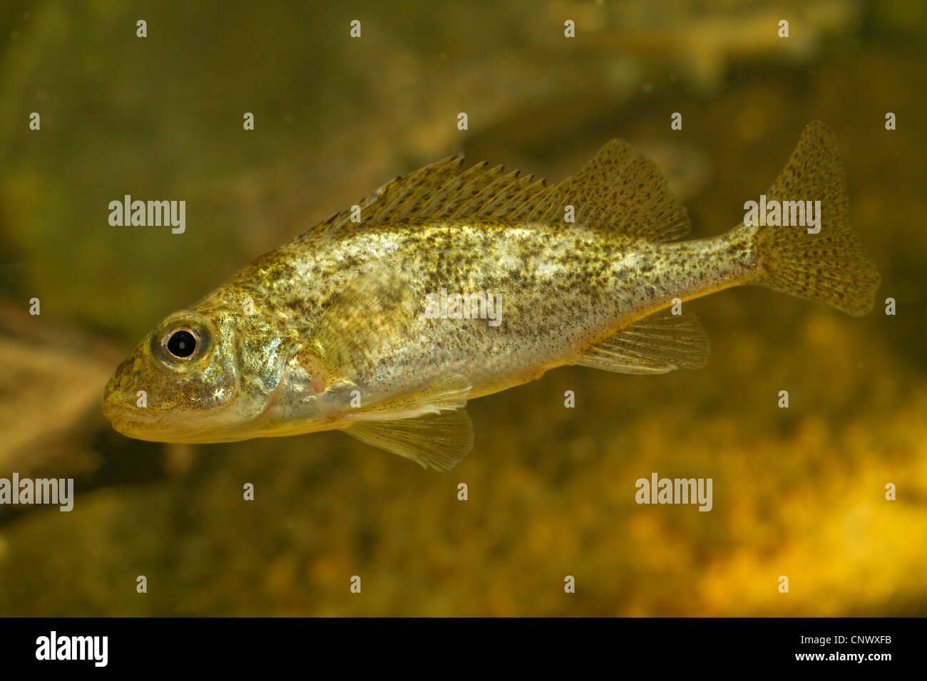 Lake Ammersee ruffe, Lake Ammersee pope (Gymnocephalus ambriaelacus ...