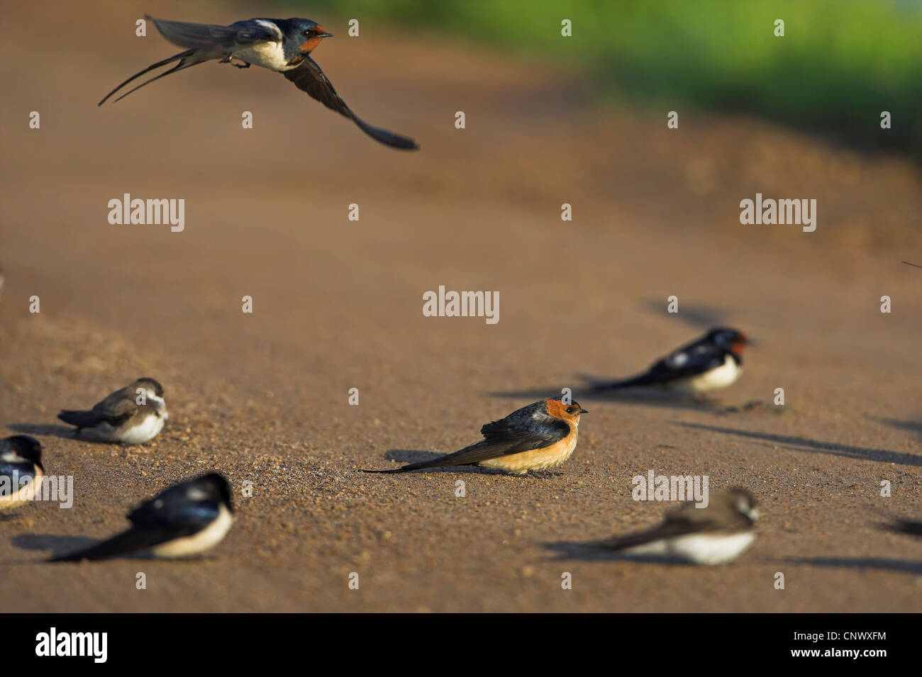 barn swallow (Hirundo rustica), several birds sitting on sand beach ...