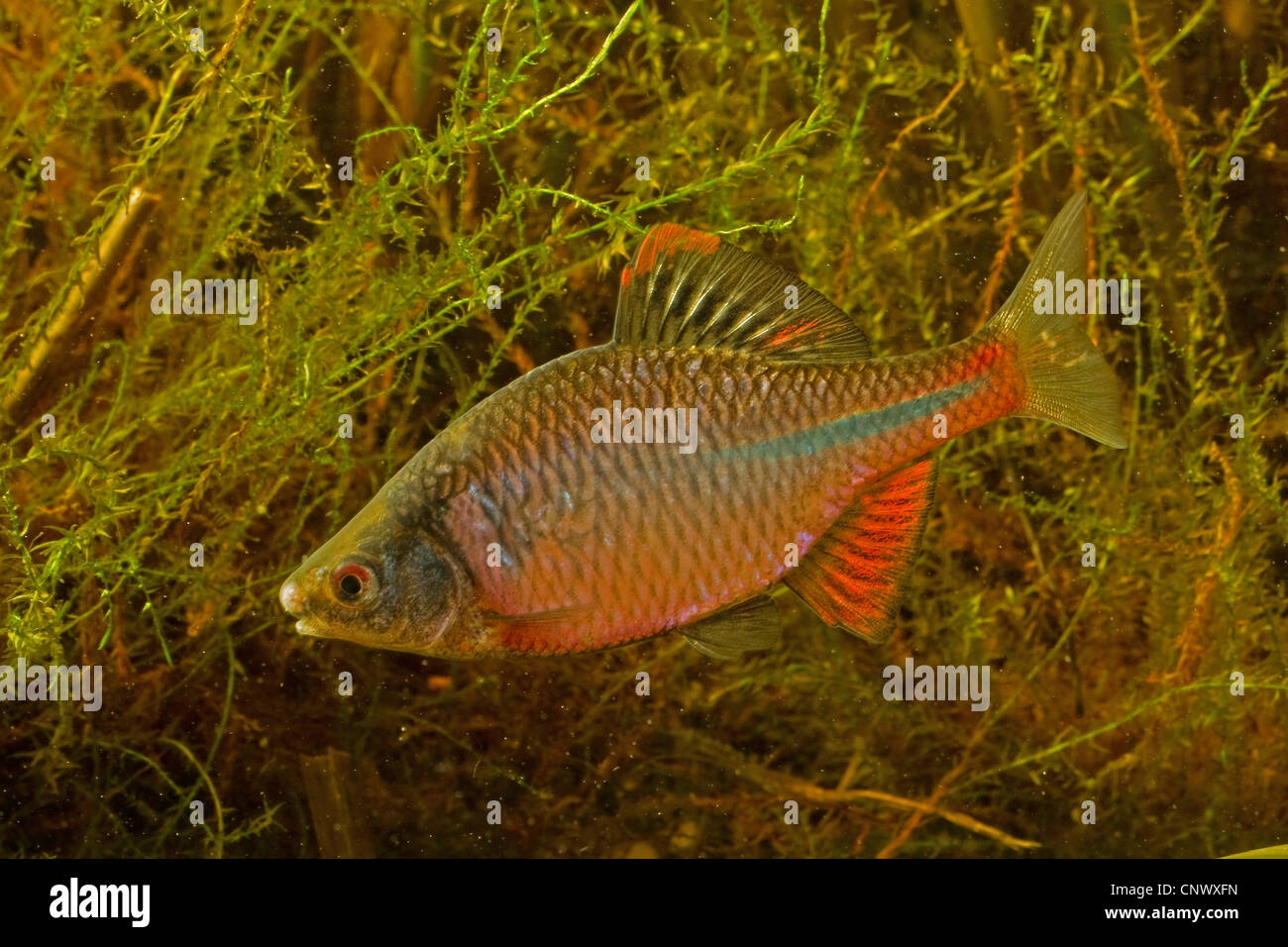 bitterling (Rhodeus amarus, Rhodeus sericeus), male during spawning ...