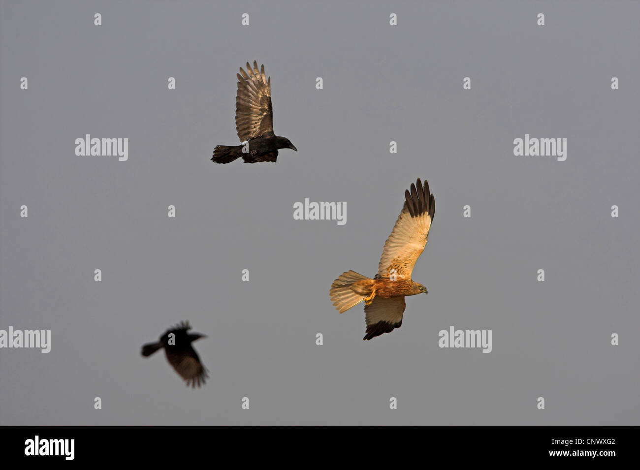 3 flying crows silhouette hi-res stock photography and images - Alamy
