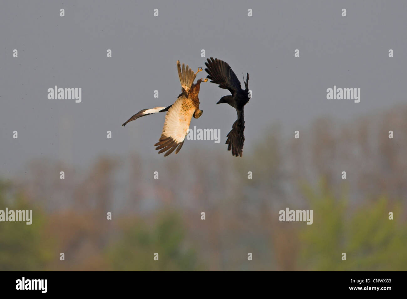 Crow fight flight hi-res stock photography and images - Alamy