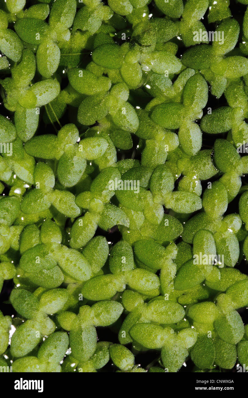 common duckweed, lesser duckweed (Lemna minor), view from above on a ...
