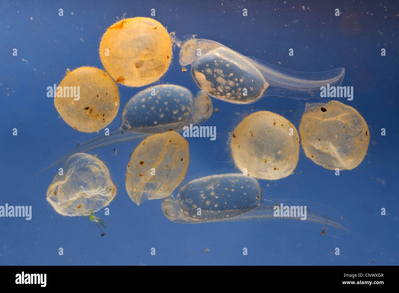 Fish larvae hatch hi-res stock photography and images - Alamy