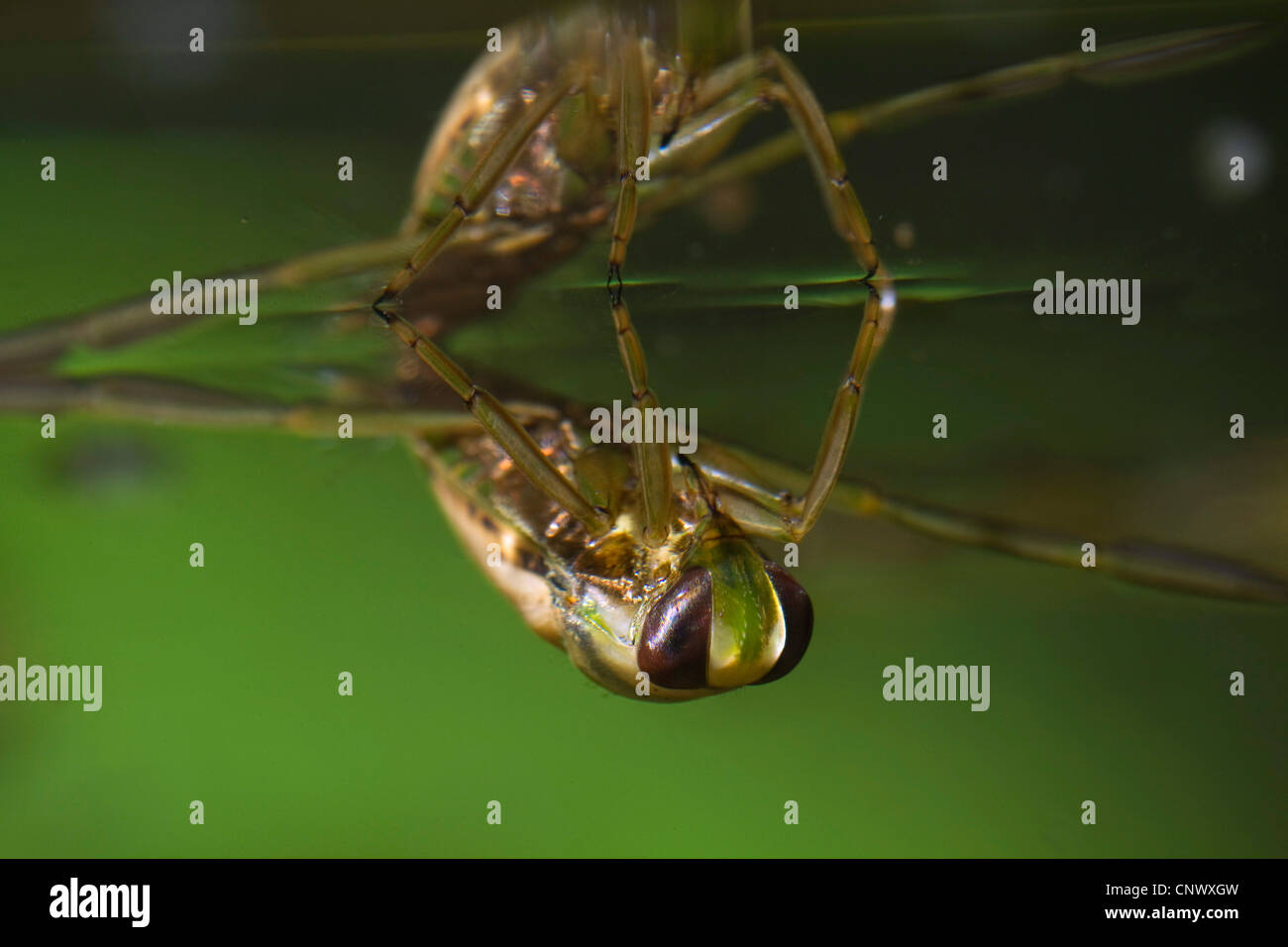 common backswimmer (Notonecta glauca), under the water surface, Germany ...