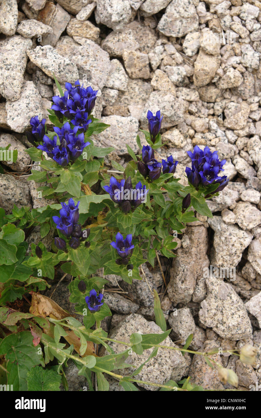 Gentianaceae hi-res stock photography and images - Alamy