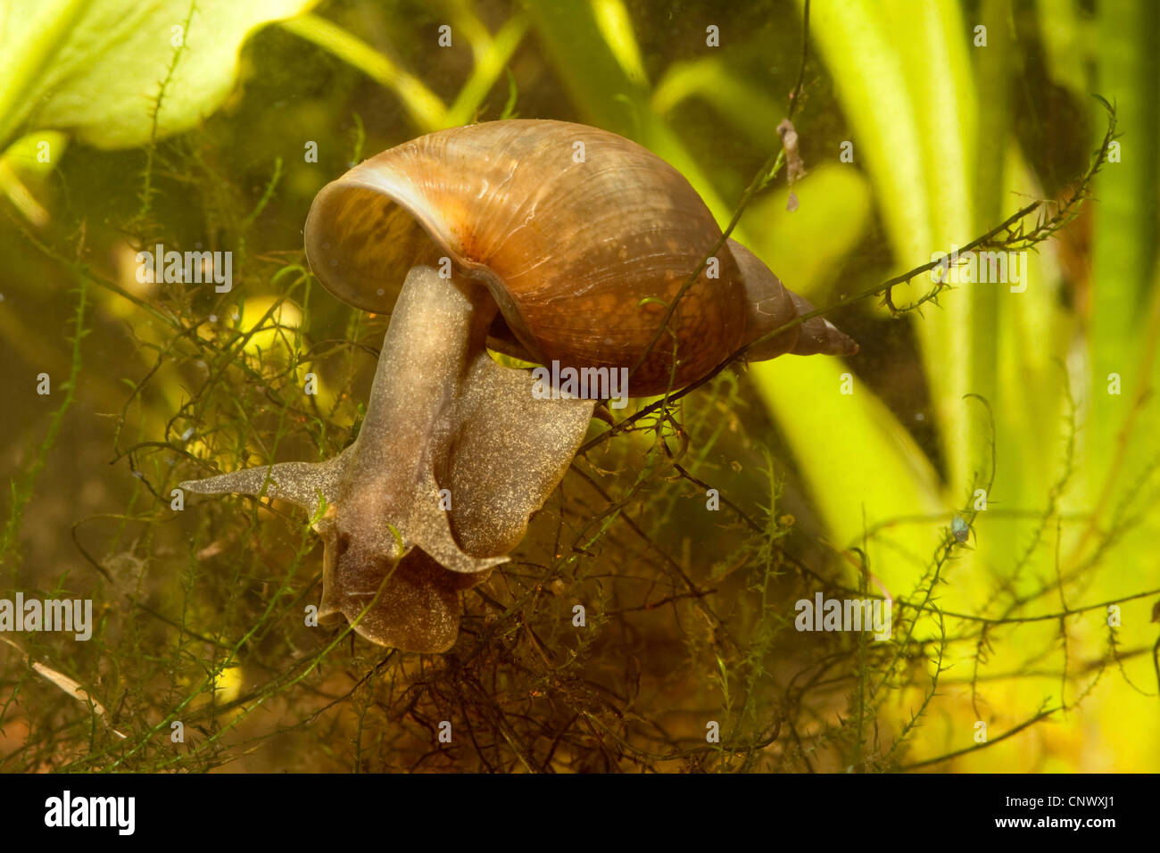 Lymnaea stagnalis hi-res stock photography and images - Alamy