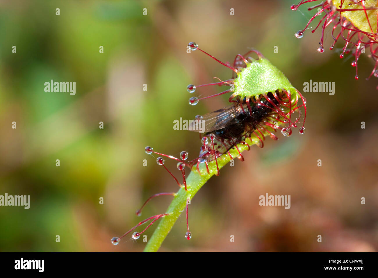 Sundew Plant Eating Fly