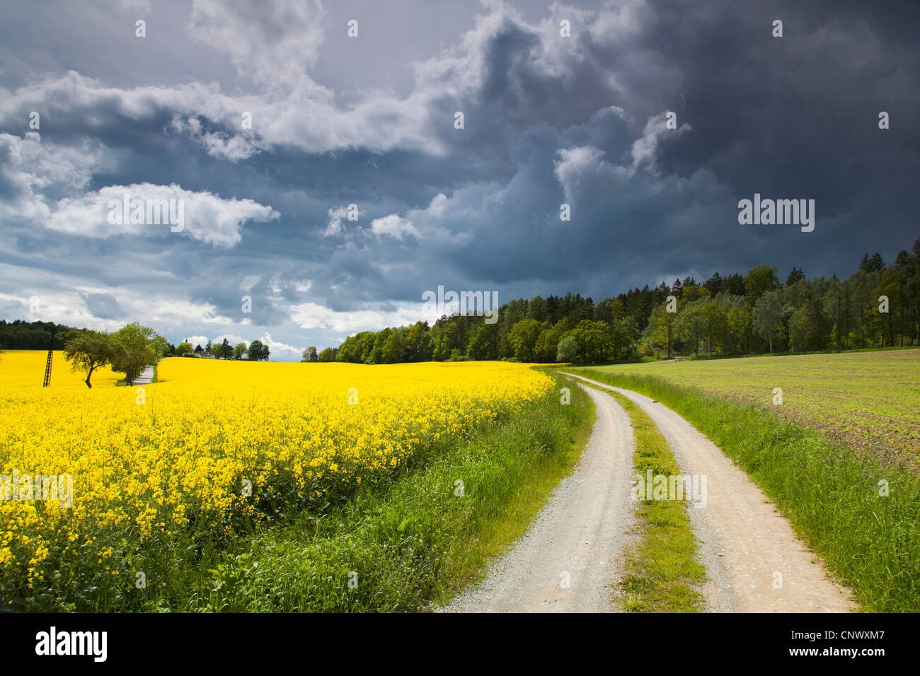 rape, turnip (Brassica napus), field path between rape field and forest ...