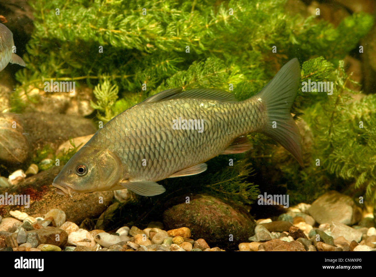 carp, common carp, European carp (Cyprinus carpio), with scale pattern ...