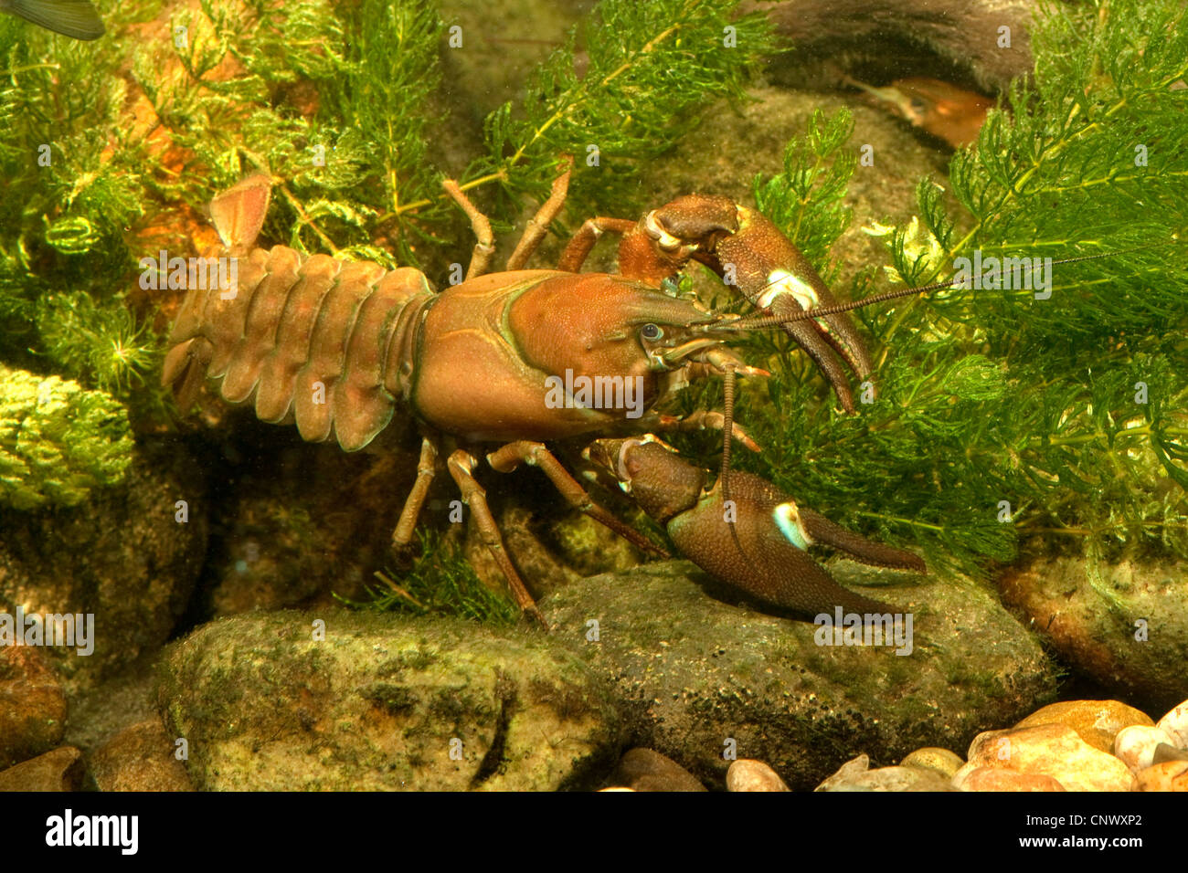 Male among water plants hi-res stock photography and images - Alamy