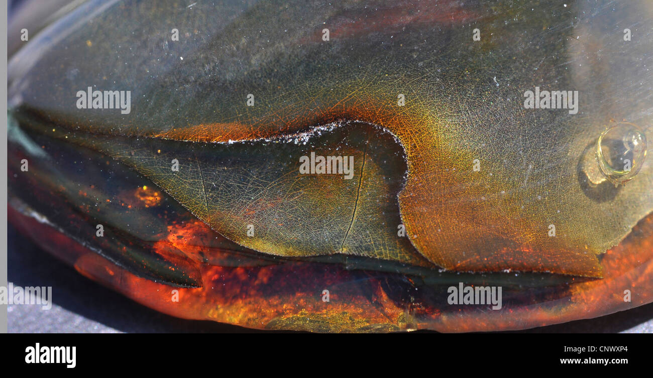 Amber leaf fossil hi-res stock photography and images - Alamy
