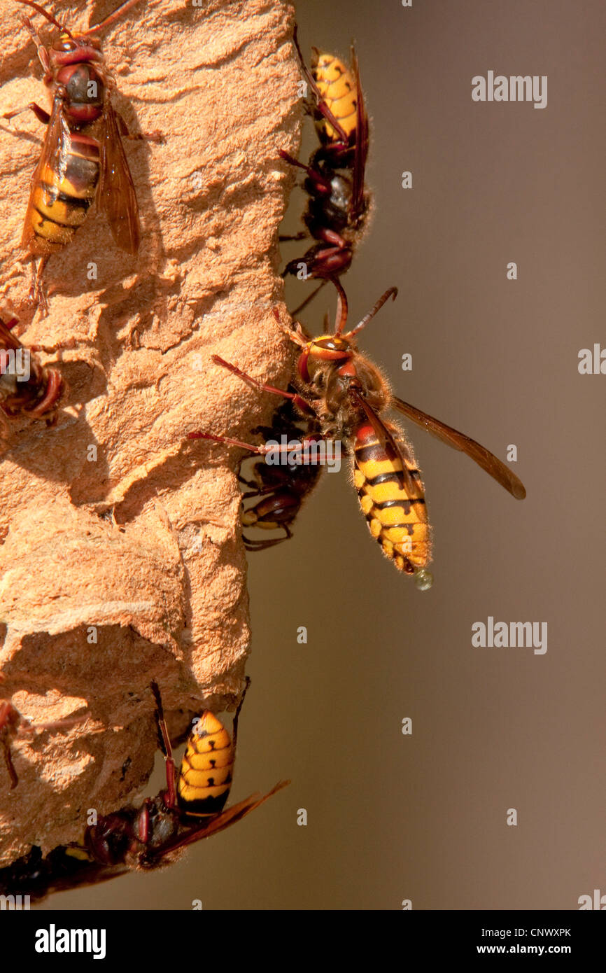 Wasp nest on tree trunk hi-res stock photography and images - Alamy