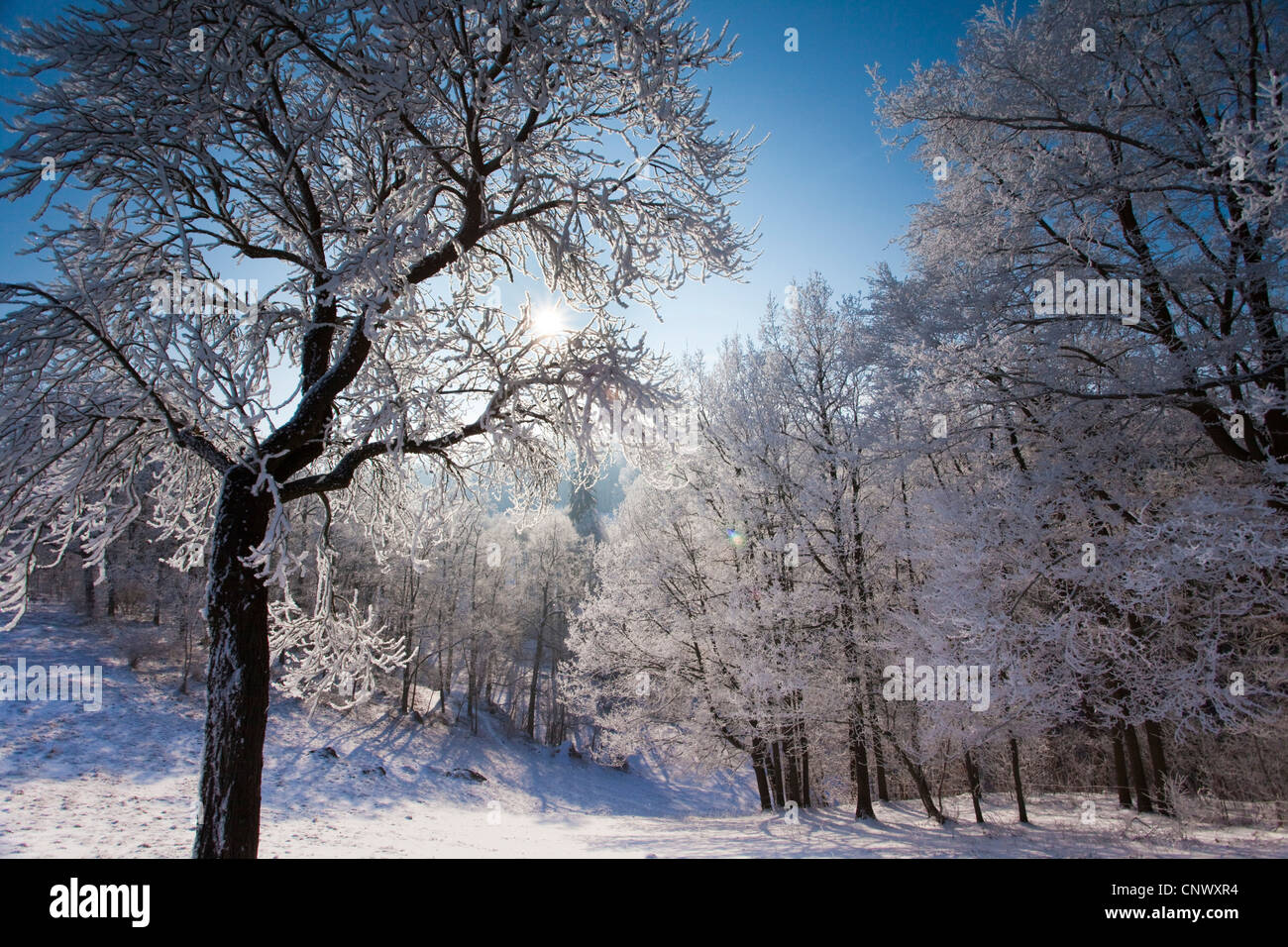 Germany f herrmann forest hi-res stock photography and images - Alamy