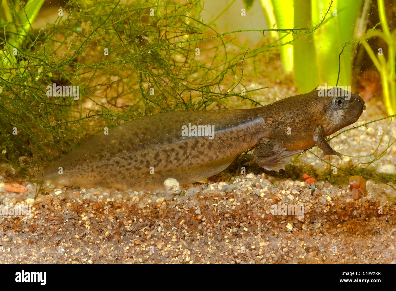 Spadefoot toads hi-res stock photography and images - Alamy