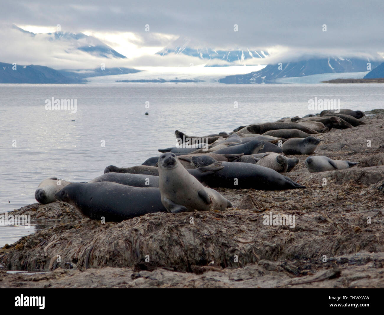 Islands in large colonies hi-res stock photography and images - Alamy