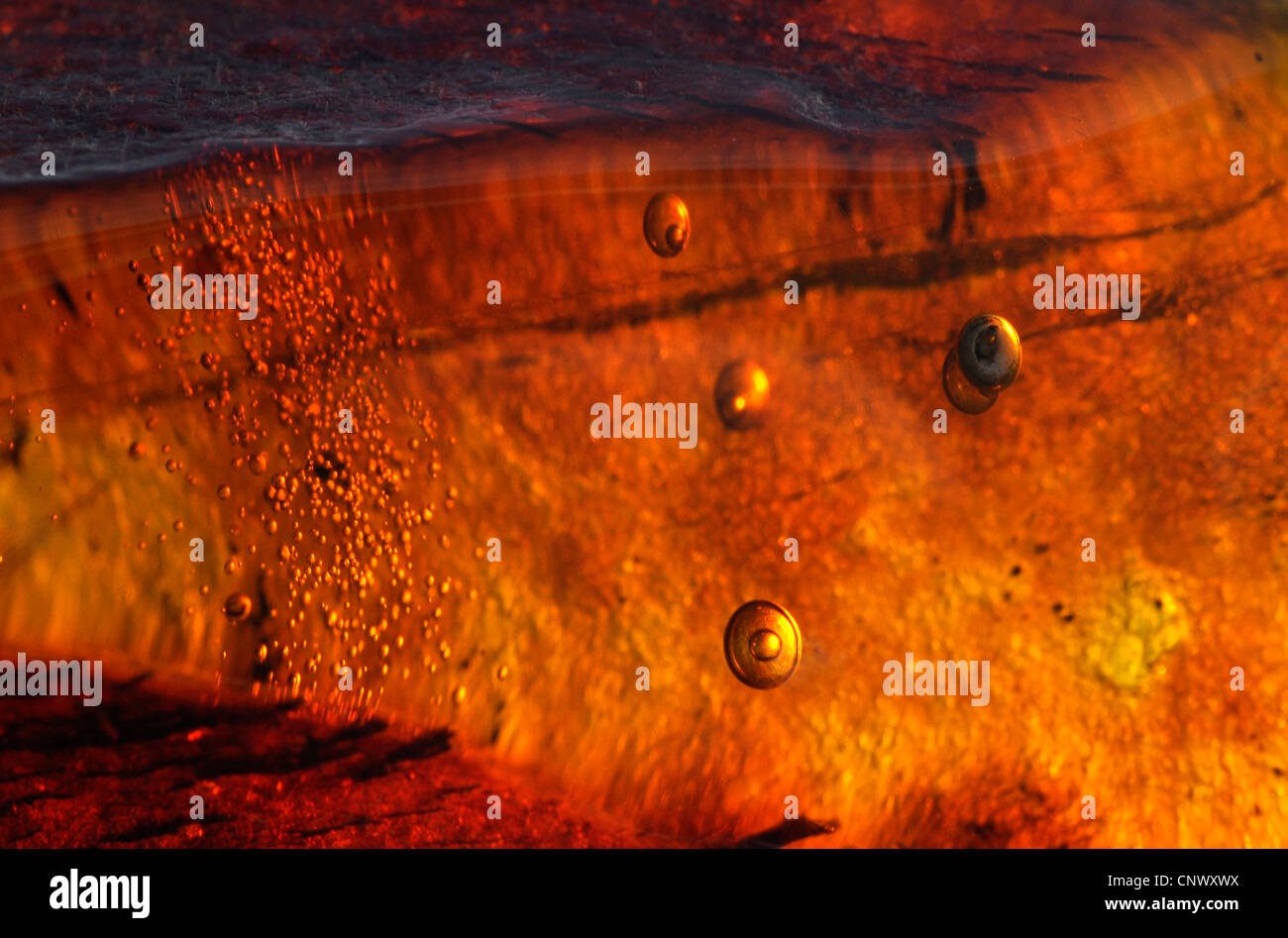 Fossil resins hi-res stock photography and images - Alamy
