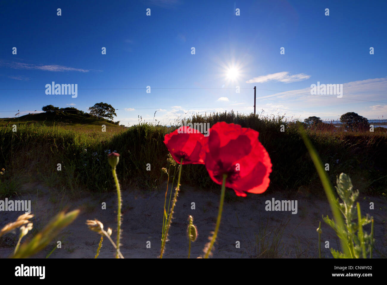 Dune poppy hi-res stock photography and images - Alamy