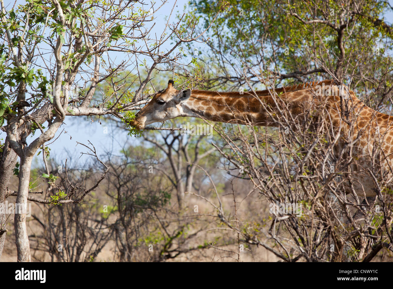 A Giraffe eating from a tree at Kruger national Park, South Africa ...