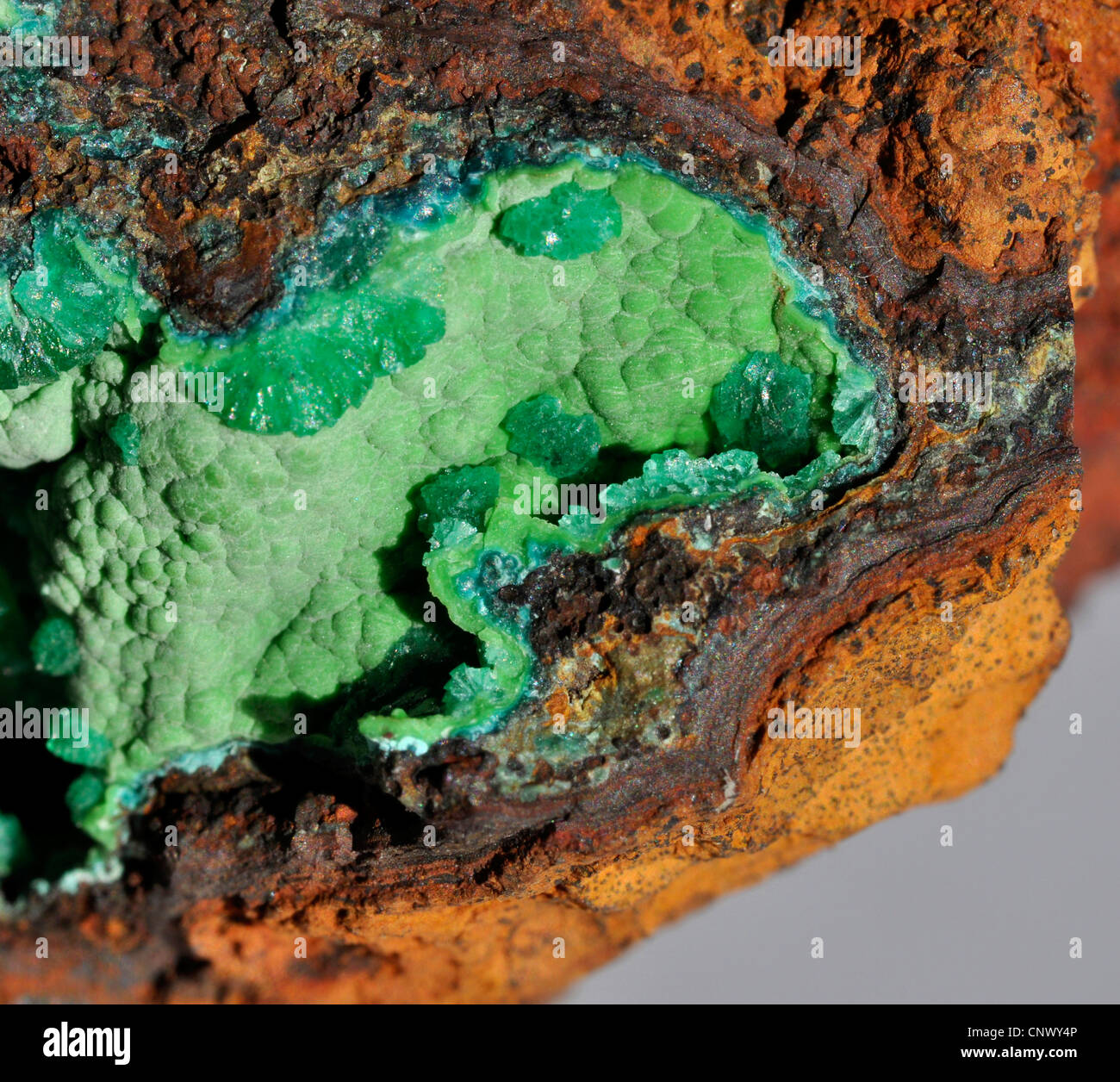 Adamites hi-res stock photography and images - Alamy