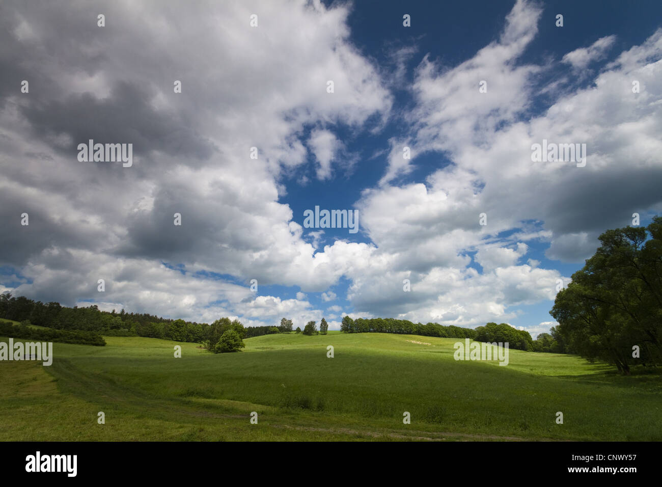 Meadow and forest edge hi-res stock photography and images - Alamy